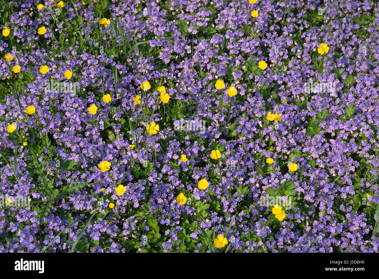 Prize plants hi-res stock photography and images - Alamy