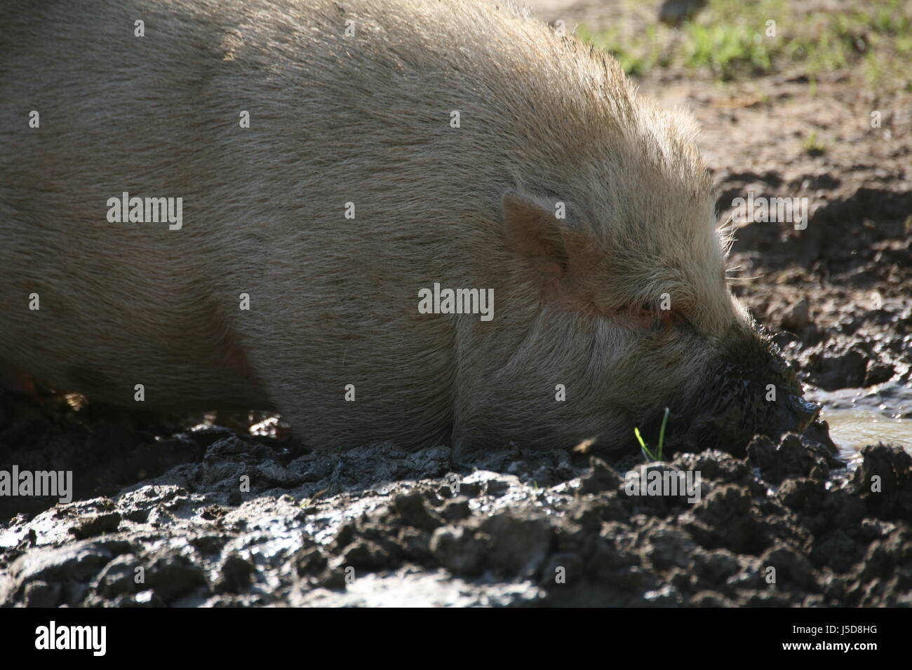 dirt mud dirty farm animal bristles mud bath bristly clay dig domestic ...