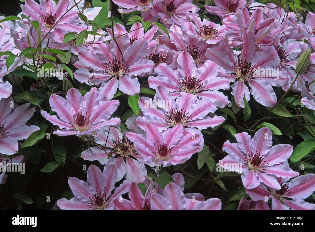 flower flowers plant clematis shrub ornamental plants clematis-hybride ...