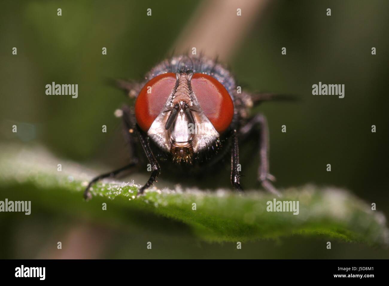 macro close-up macro admission close up view coloured colourful ...