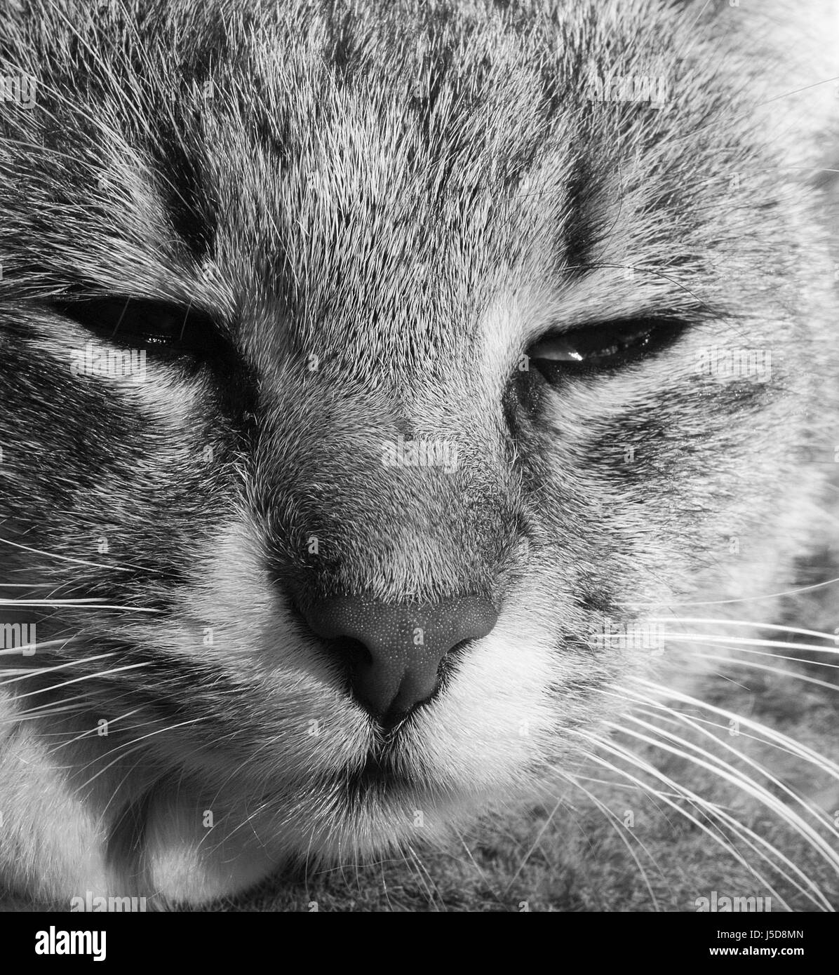 black swarthy jetblack deep black eyes cat big cat feline predator ...