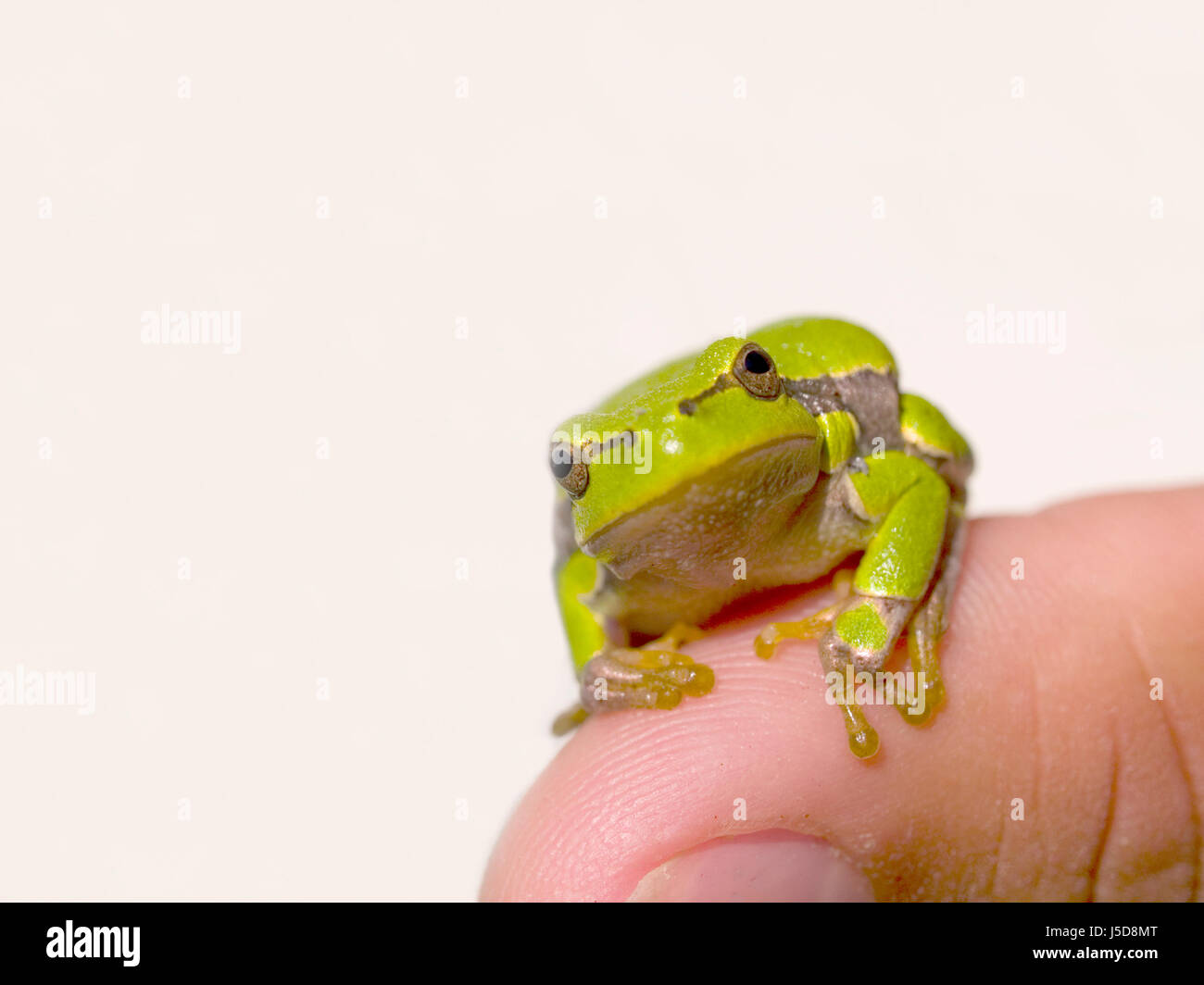 frog on finger Stock Photo - Alamy