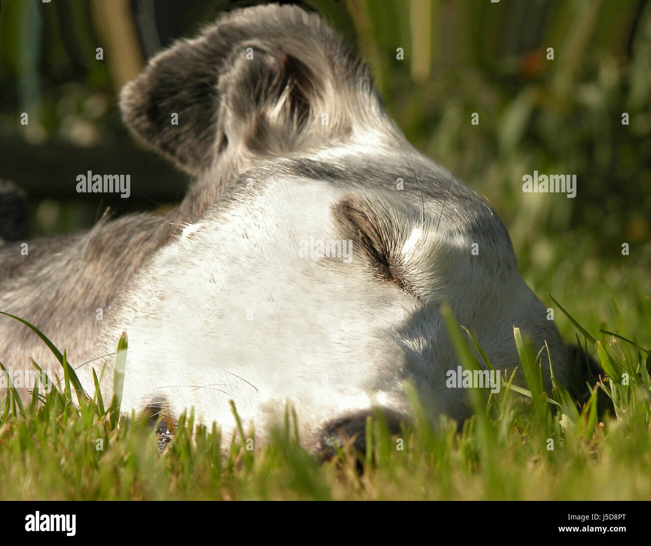 green animals shine shines bright lucent light serene luminous sunny ...