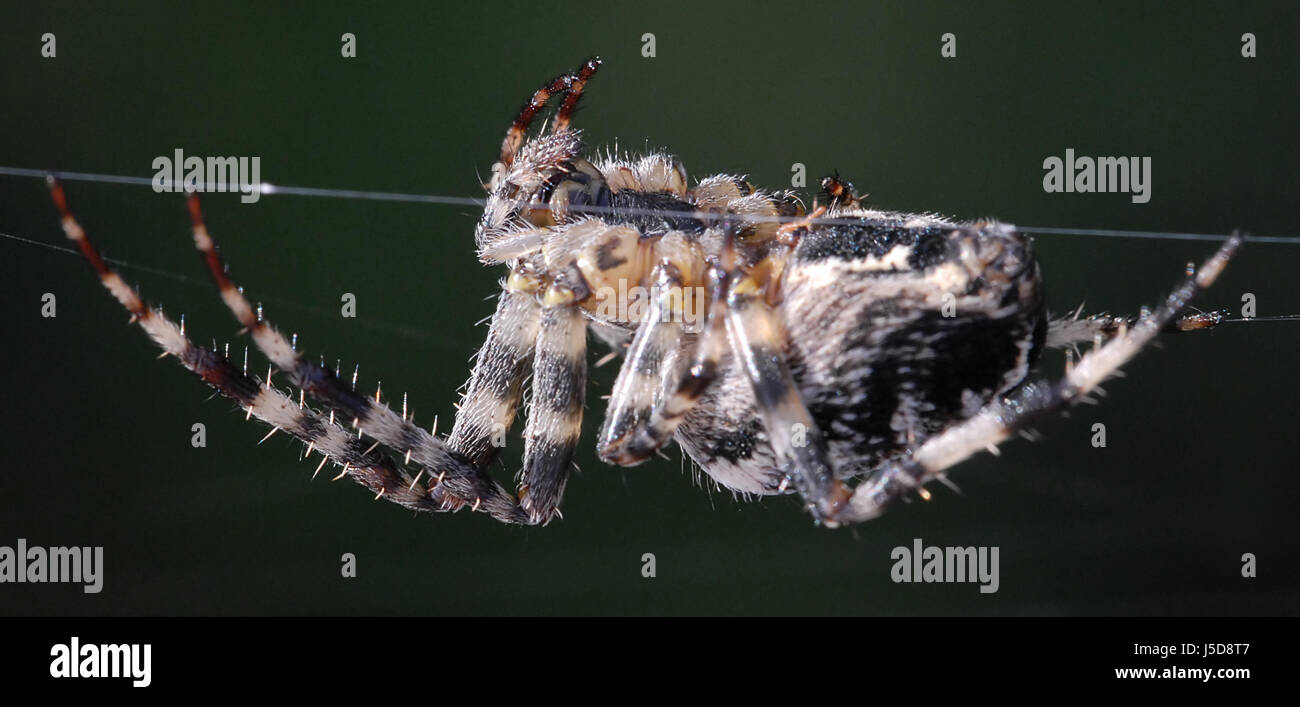 legs food aliment macro close-up macro admission close up view insect ...