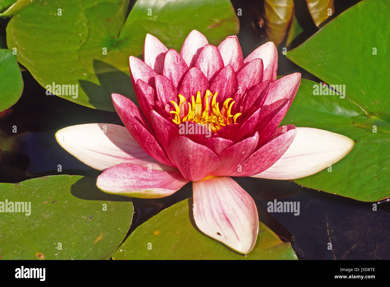 Nymphaea hybride hi-res stock photography and images - Alamy