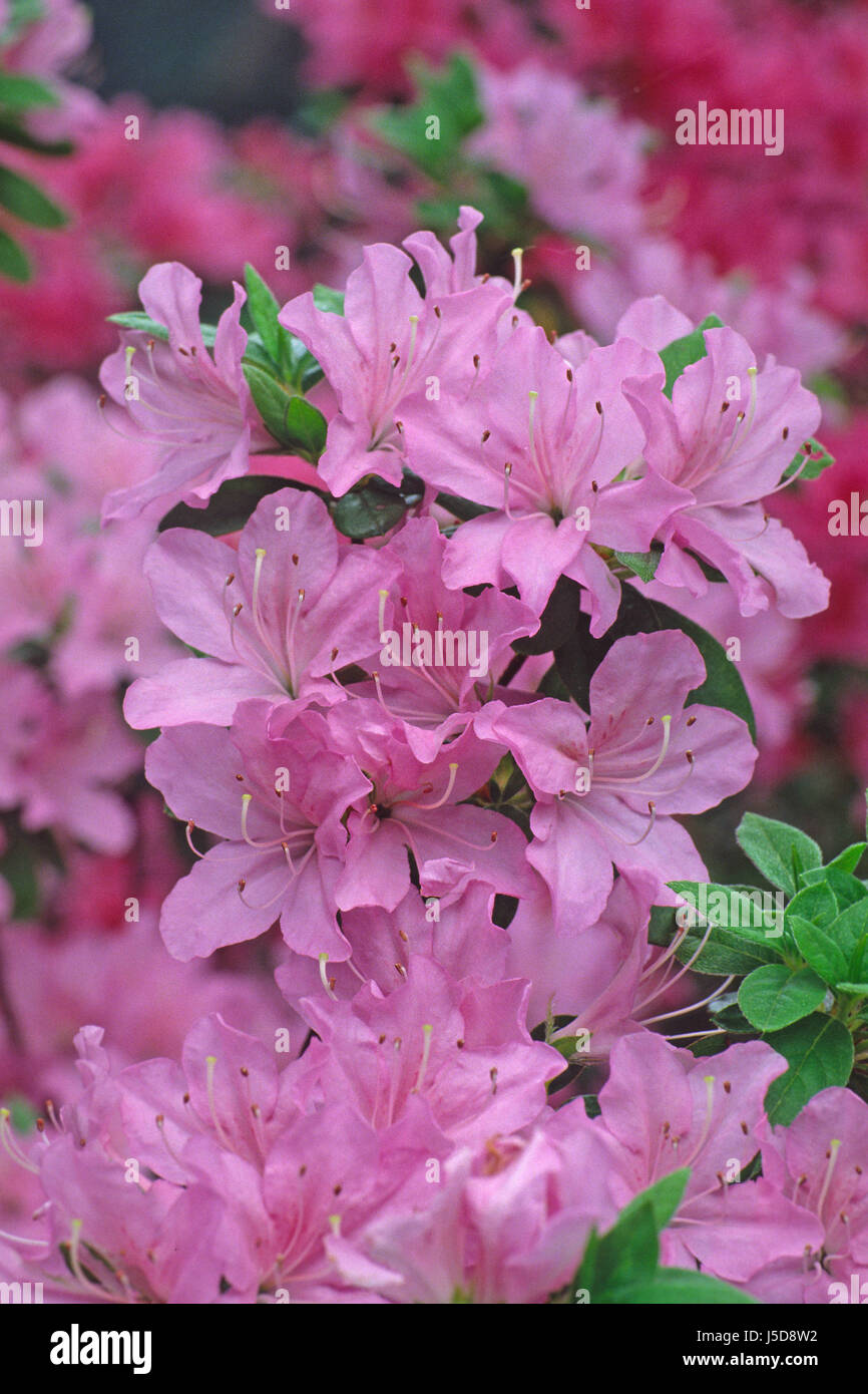 rhododendron hybrids,rhododendron (pink Stock Photo - Alamy