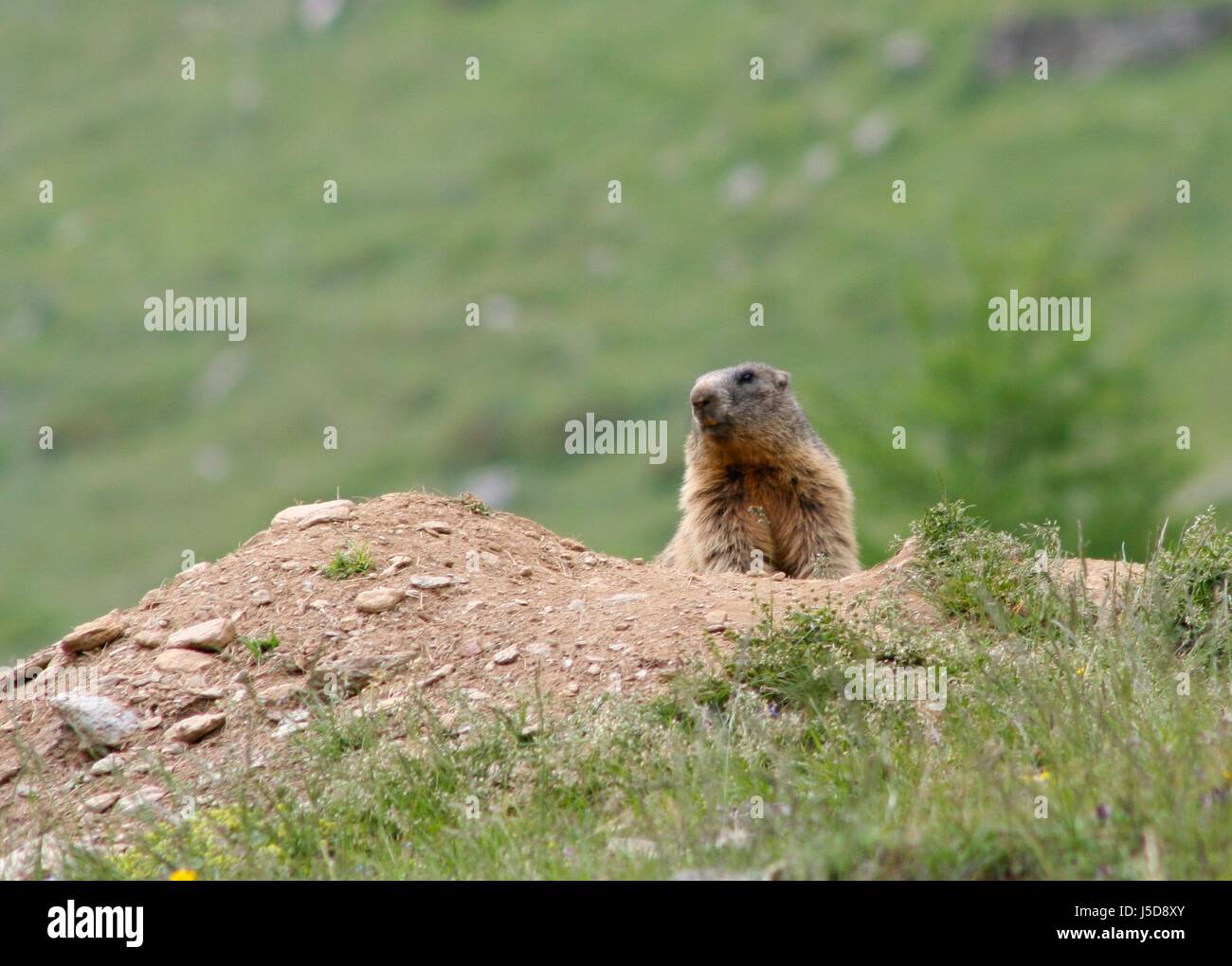 mountains cave alps rodent skin shy valley bowl ball tyrol meadow ...