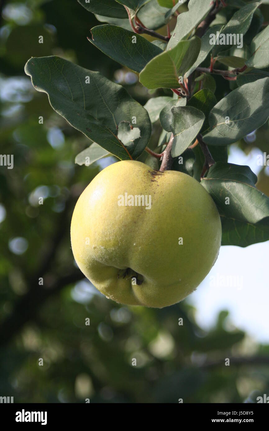 apple quince - forgotten fruit 1 Stock Photo - Alamy