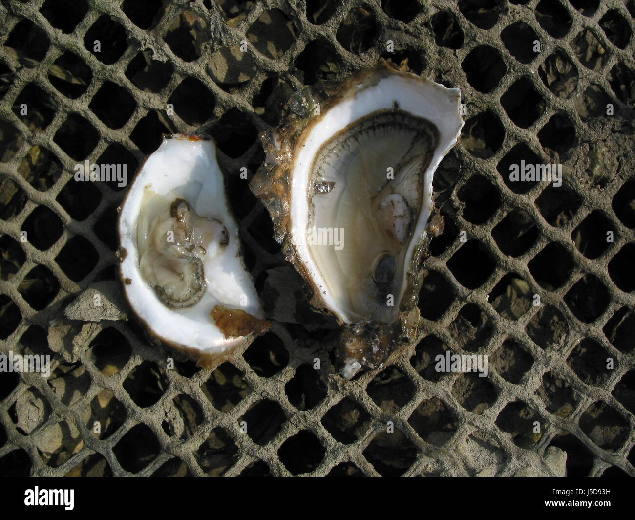 Molluscan shellfish hi-res stock photography and images - Alamy