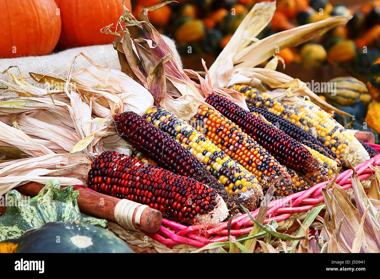 Ornamental corn hi-res stock photography and images - Alamy