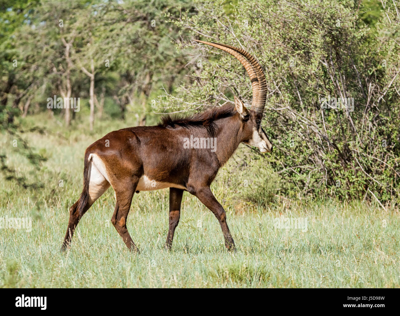 Sable antelope in Southern African savanna Stock Photo - Alamy
