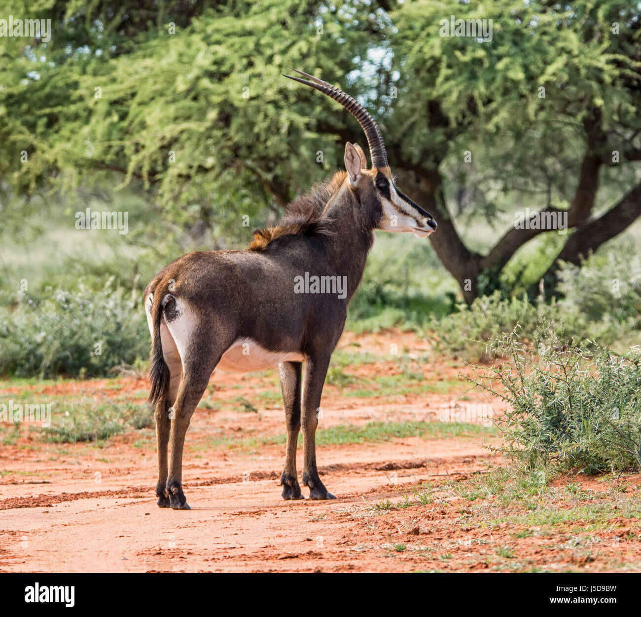 Sable antelope in Southern African savanna Stock Photo - Alamy