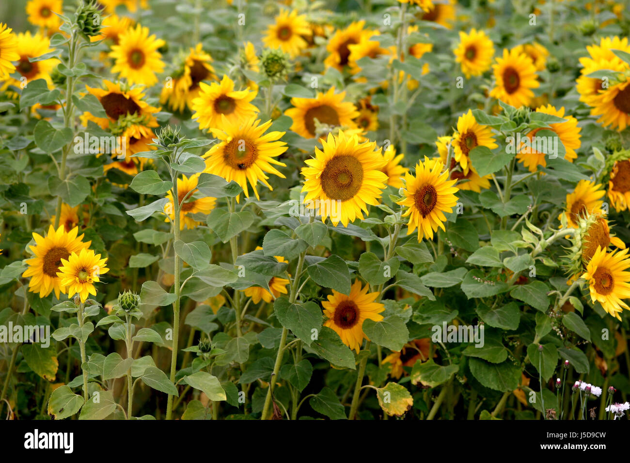 garden plant bloom blossom flourish flourishing flower flowers ...