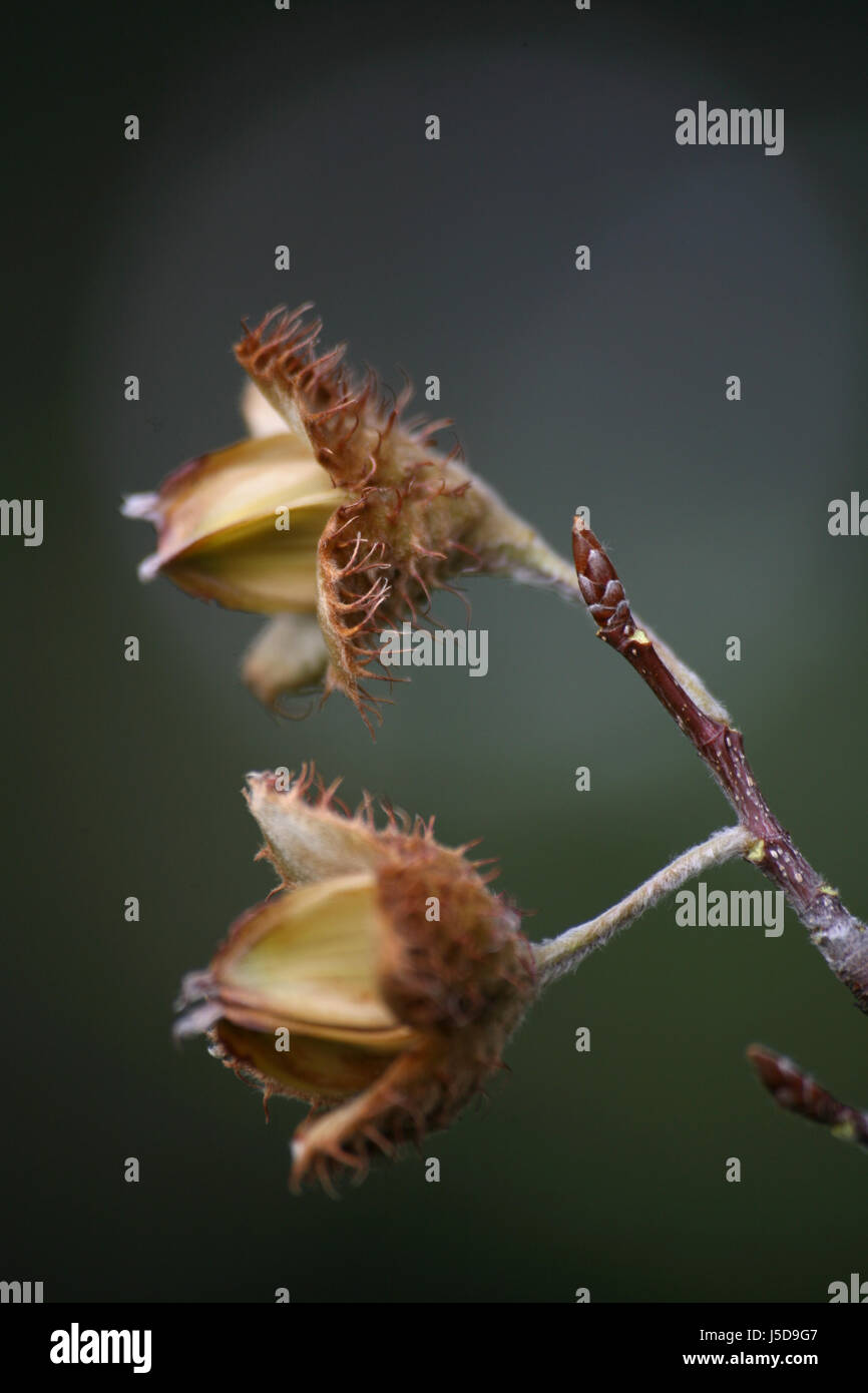 tree deciduous tree progenies fruits branch bud nuts beech triangular ...