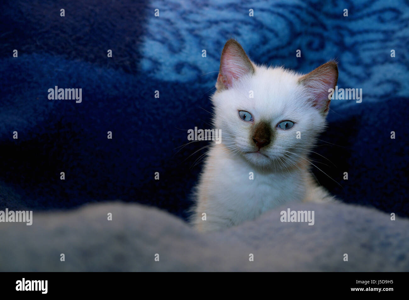 search the bob Stock Photo - Alamy