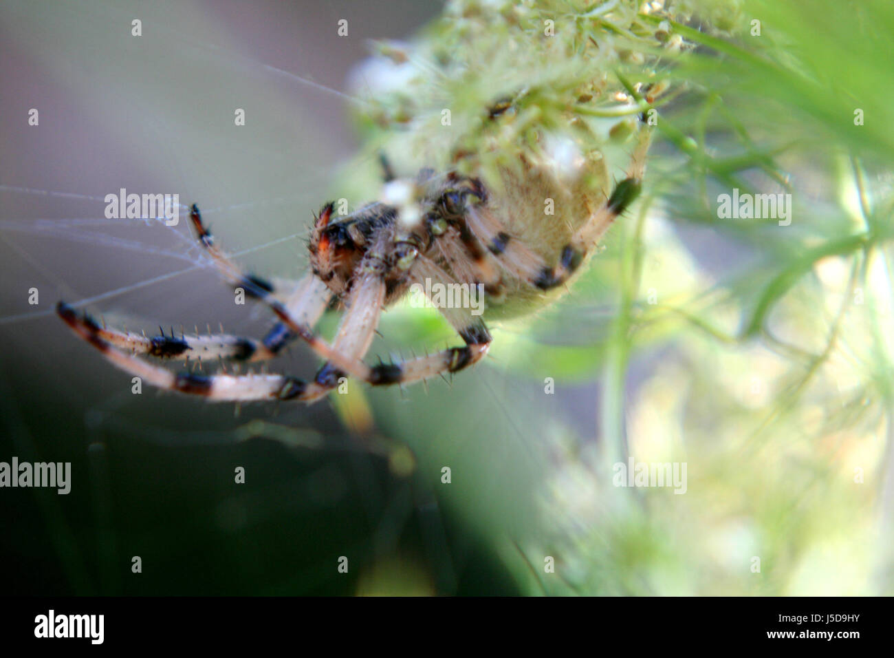 macro close-up macro admission close up view spider fear spin disgust ...