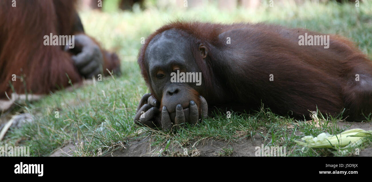 animal fauna asia monkey relaxed hairs skin anthropoid facilitate ease ...