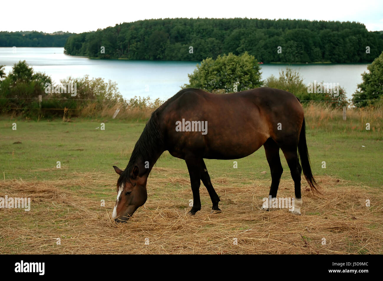 fodder tree trees horse outing tour to gorge engulf devour graze cycle ...