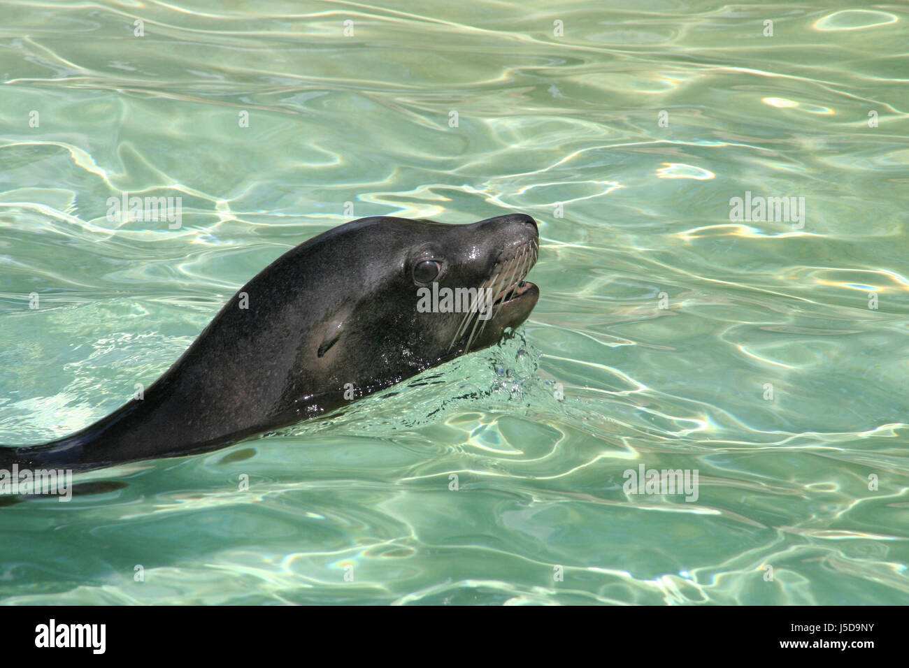 water north sea salt water sea ocean wet beard seal fins smooth float ...