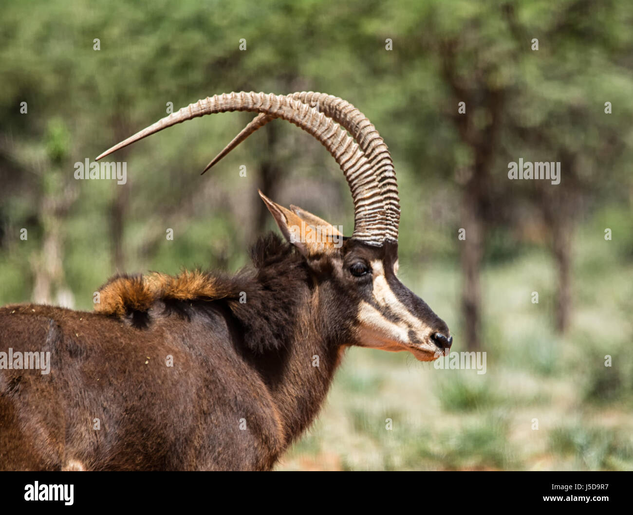 Sable antelope in Southern African savanna Stock Photo - Alamy