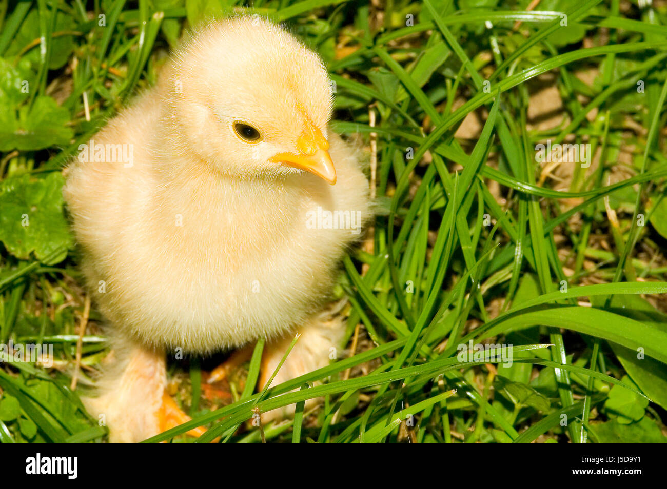 Vogelbaby hi-res stock photography and images - Alamy