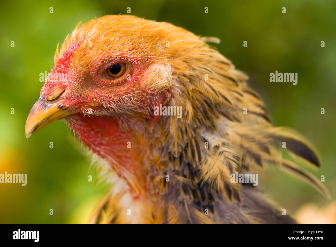 bird portrait birds eyes look glancing see view looking peeking looking ...