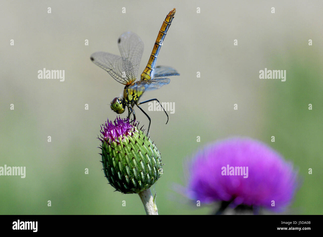 float dragonfly dragonflies trick handstand levitation nature artistik ...