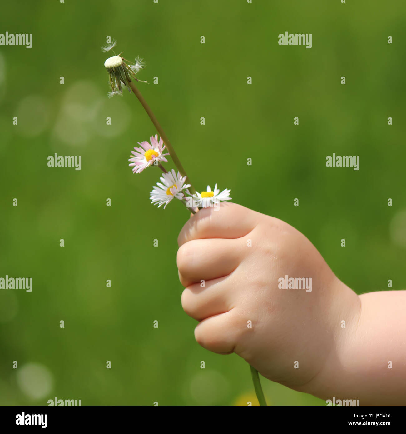 Child hand holding spring flowers Stock Photo - Alamy