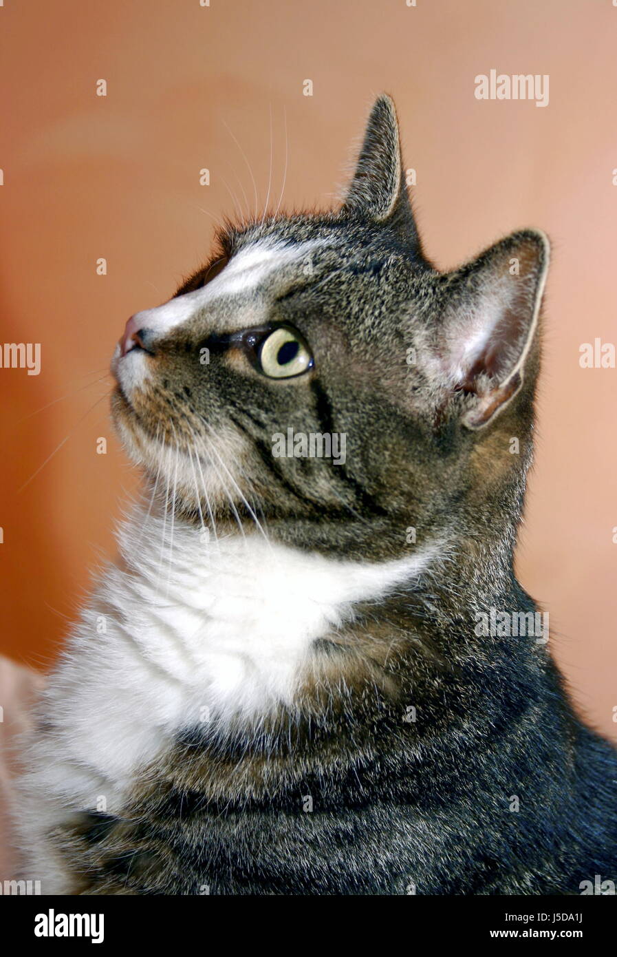 watchful pets cats look glancing see view looking peeking looking at ...