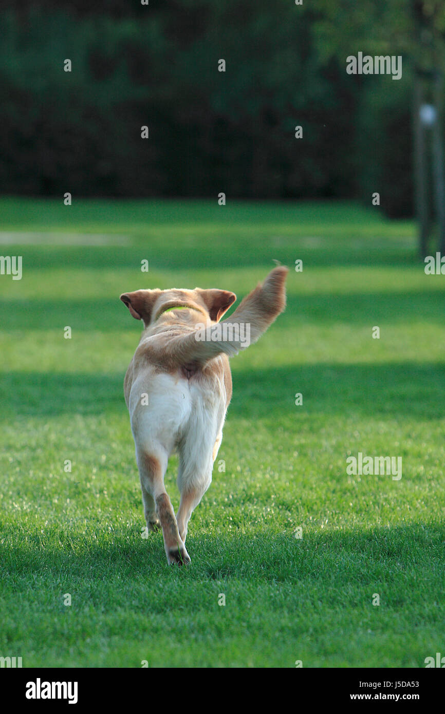 walk go going walking dirt road dog rod male dog trot sport sports run ...