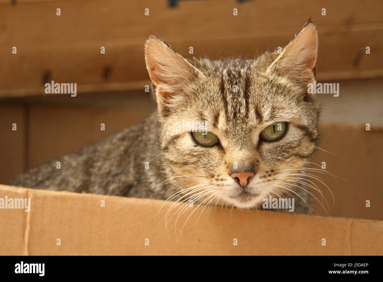 tone in tone Stock Photo - Alamy