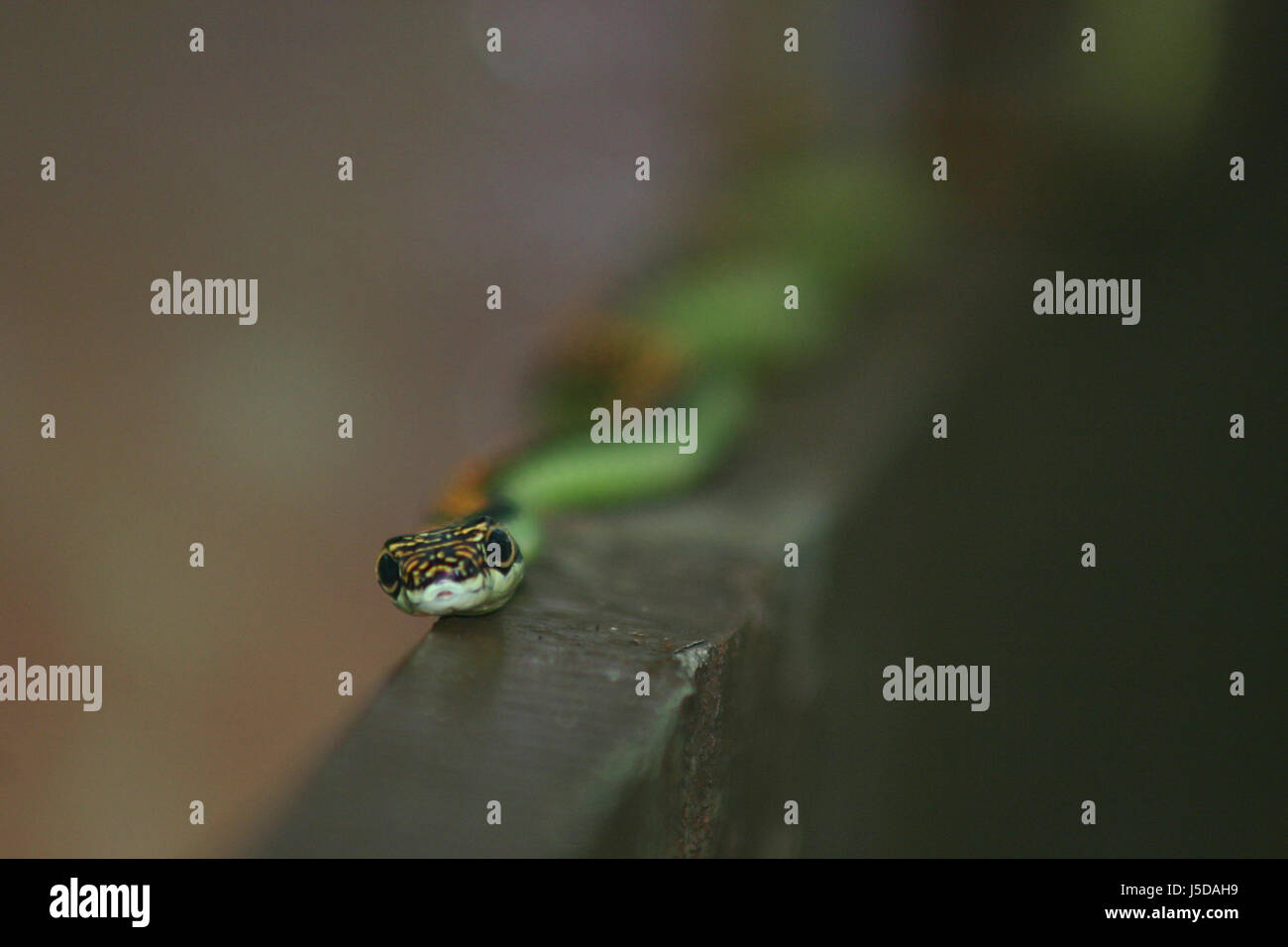 Wriggle hi-res stock photography and images - Alamy