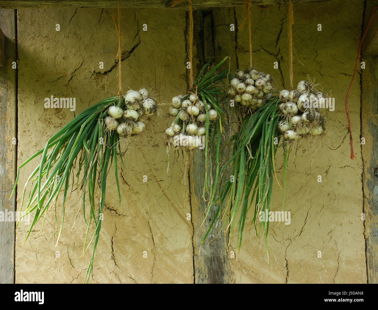 harvest fresh garlic Stock Photo - Alamy