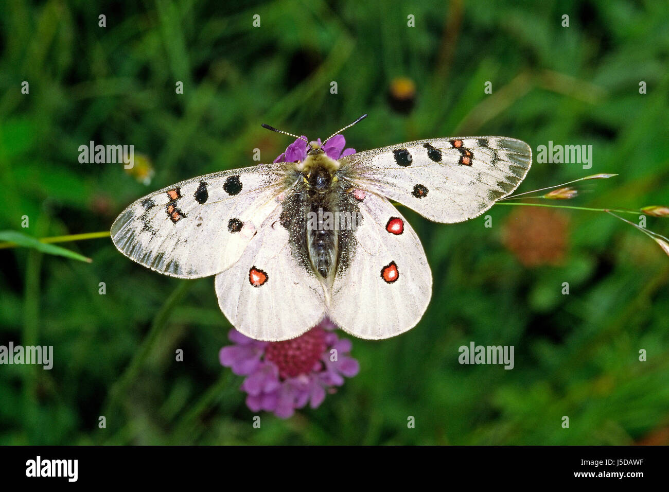 Phoebus apollo parnassius hi-res stock photography and images - Alamy