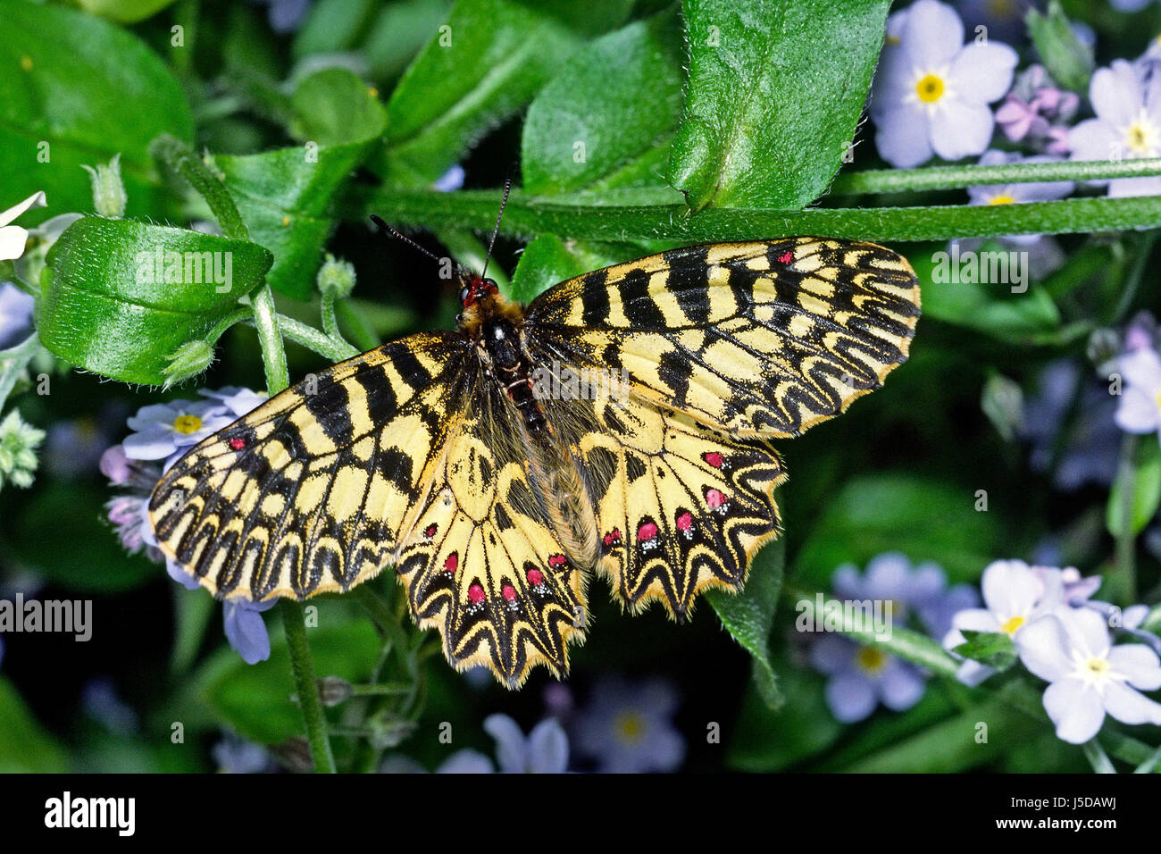 Polyxena hi-res stock photography and images - Alamy