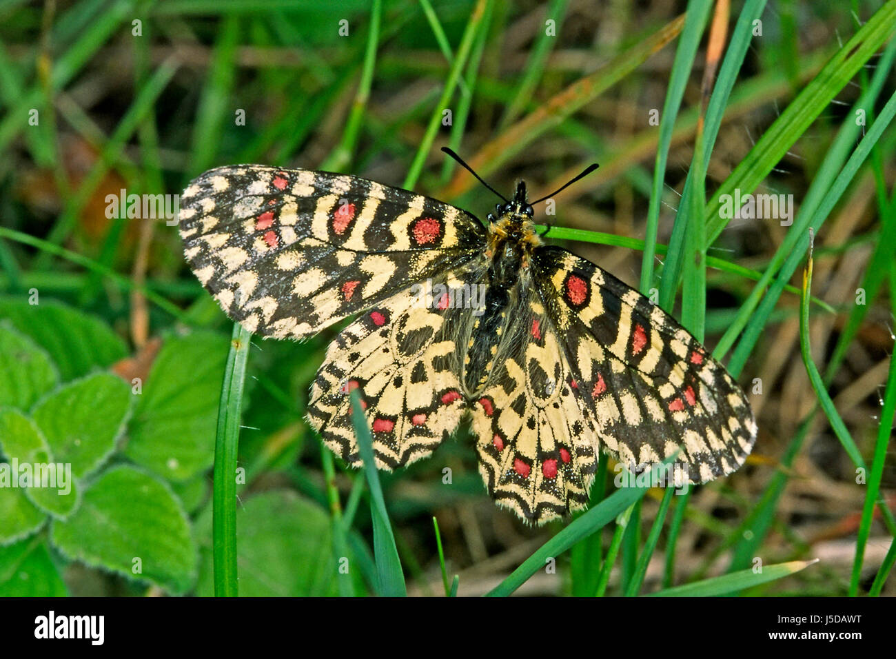 zerynthia rumina,spanish festoon Stock Photo - Alamy