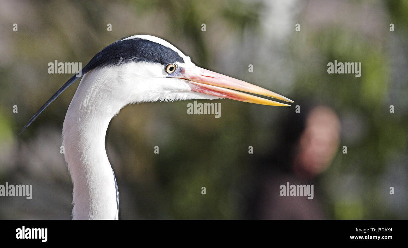 portrait eyes feathers beak tele feathering heron beaks head graureiher ...