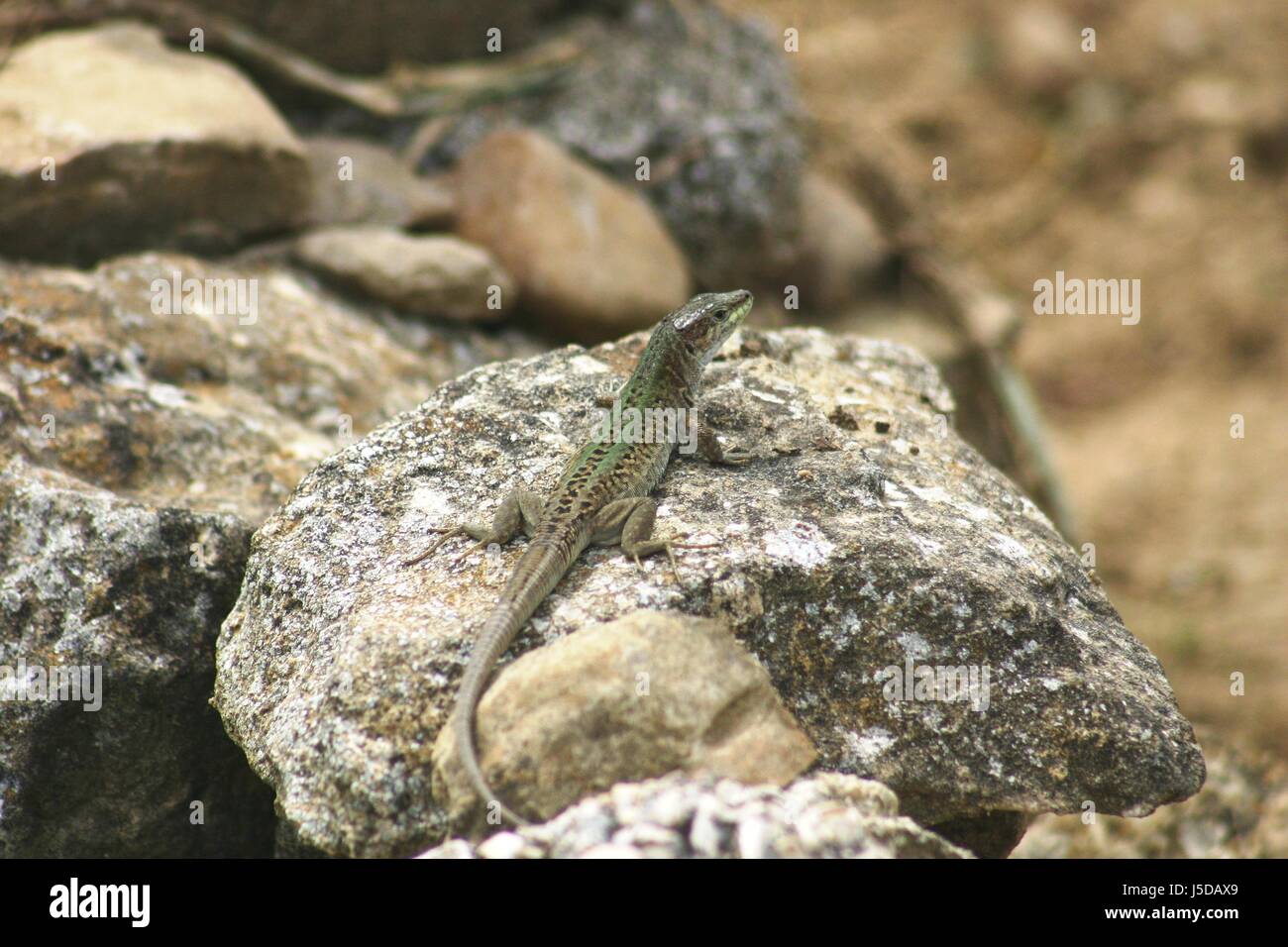 Always vigilant hi-res stock photography and images - Alamy