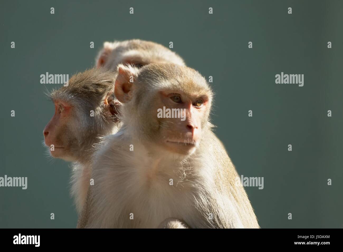 Tierportrait teleaufnahme hi-res stock photography and images - Alamy