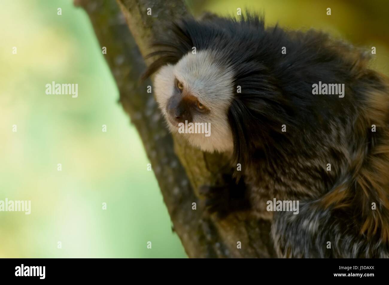 portrait monkey animal portrait eyes look glancing see view looking ...