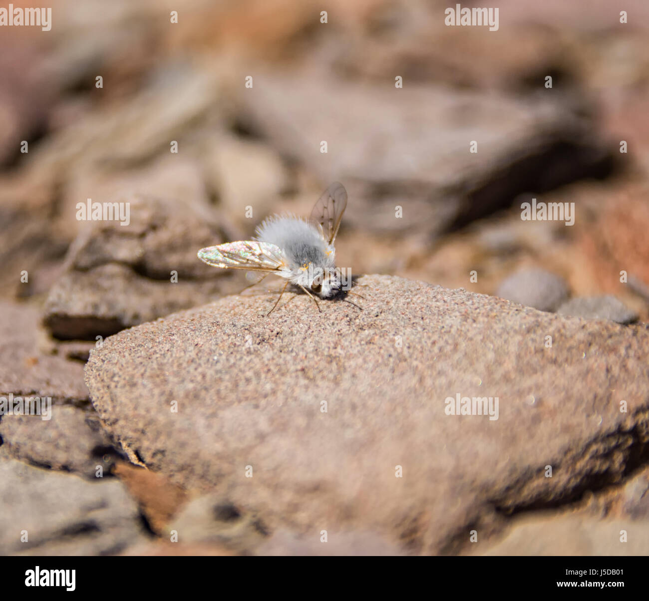 Woolly Bee Fly in rocky landscape in Southern Africa Stock Photo - Alamy