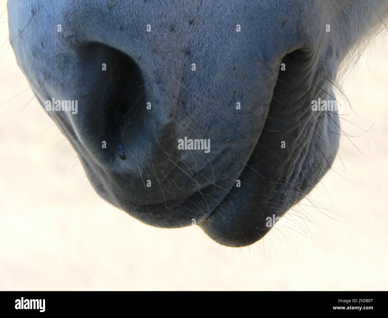 Contented horses hi-res stock photography and images - Alamy