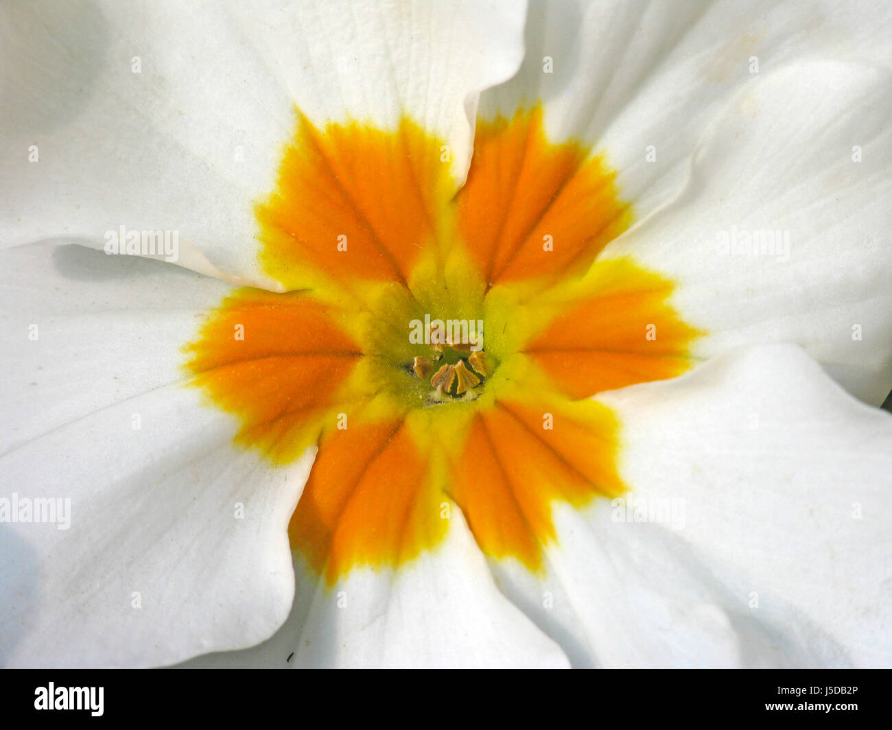 Primula Vulgaris Hybride High Resolution Stock Photography and Images ...
