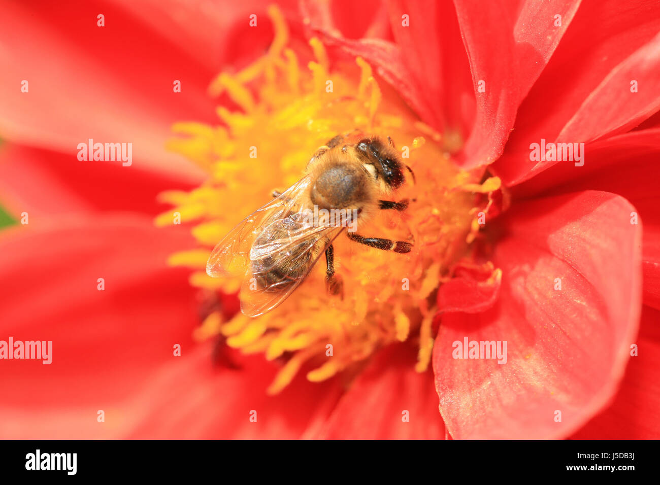 environment enviroment plant insects bloom blossom flourish flourishing ...