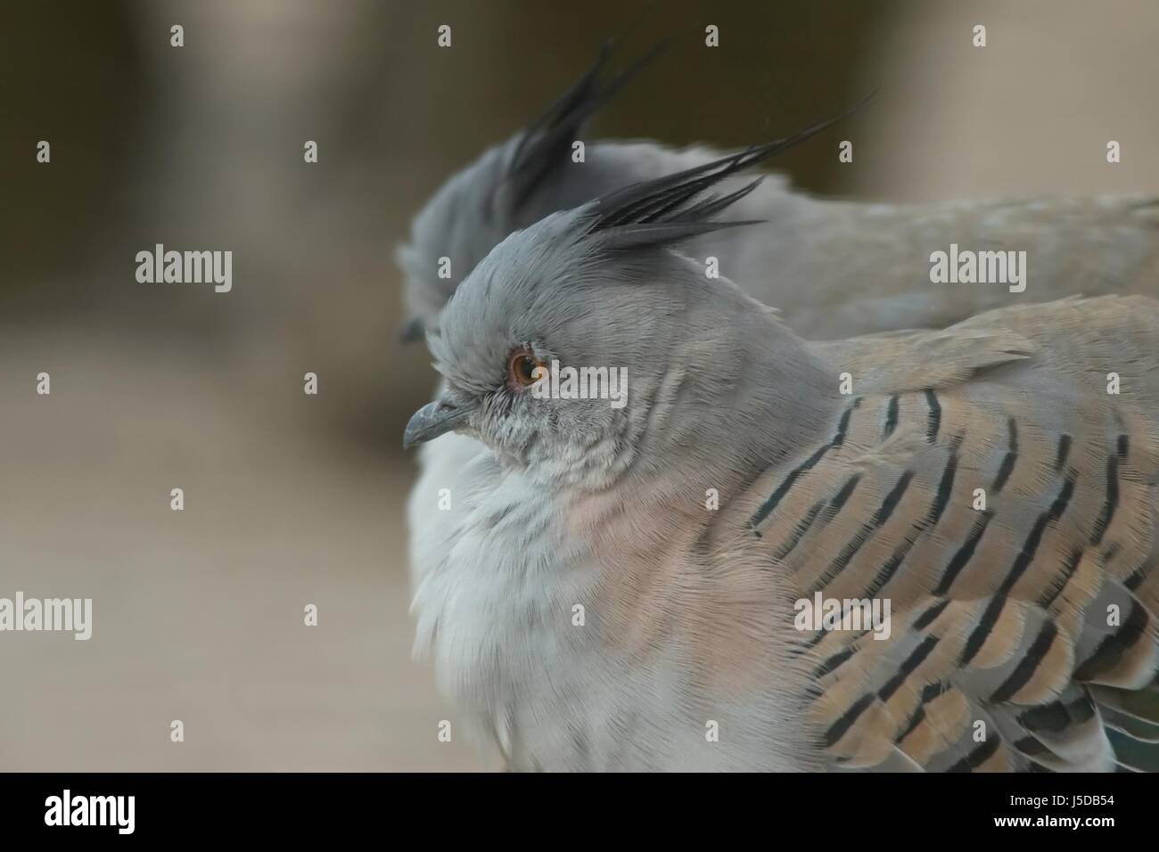 portrait animal portrait lie lying lies lateral tele feathering pigeon ...