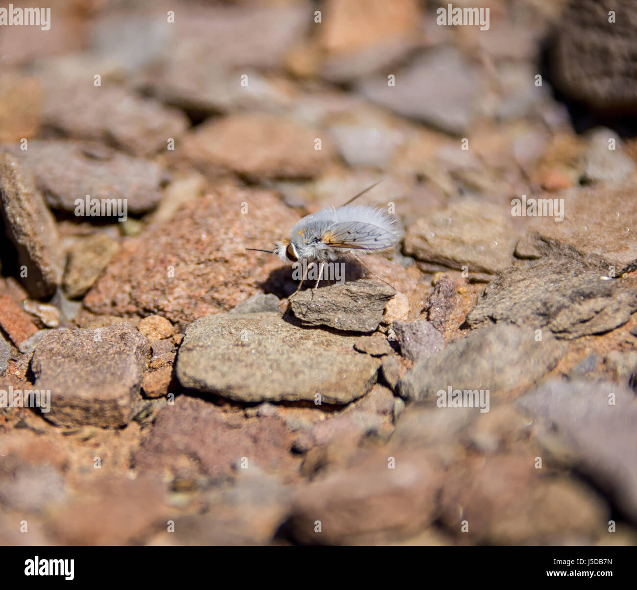 Woolly Bee Fly in rocky landscape in Southern Africa Stock Photo - Alamy