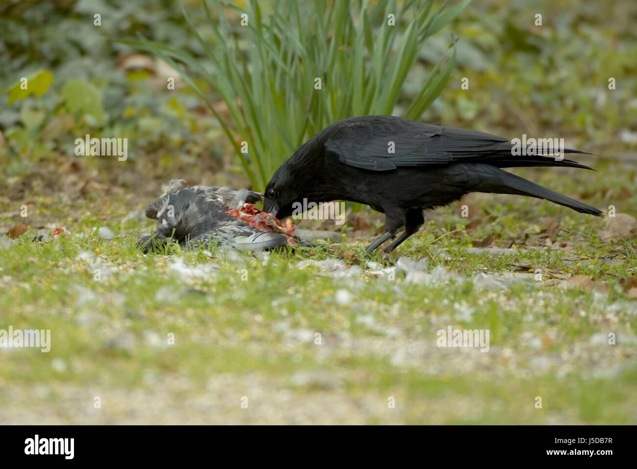 Crow police hi-res stock photography and images - Alamy