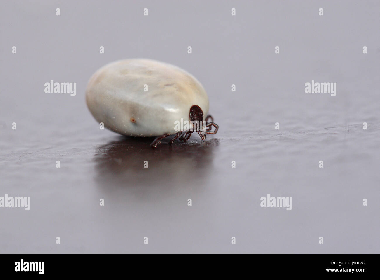 Tick Forceps High Resolution Stock Photography and Images - Alamy