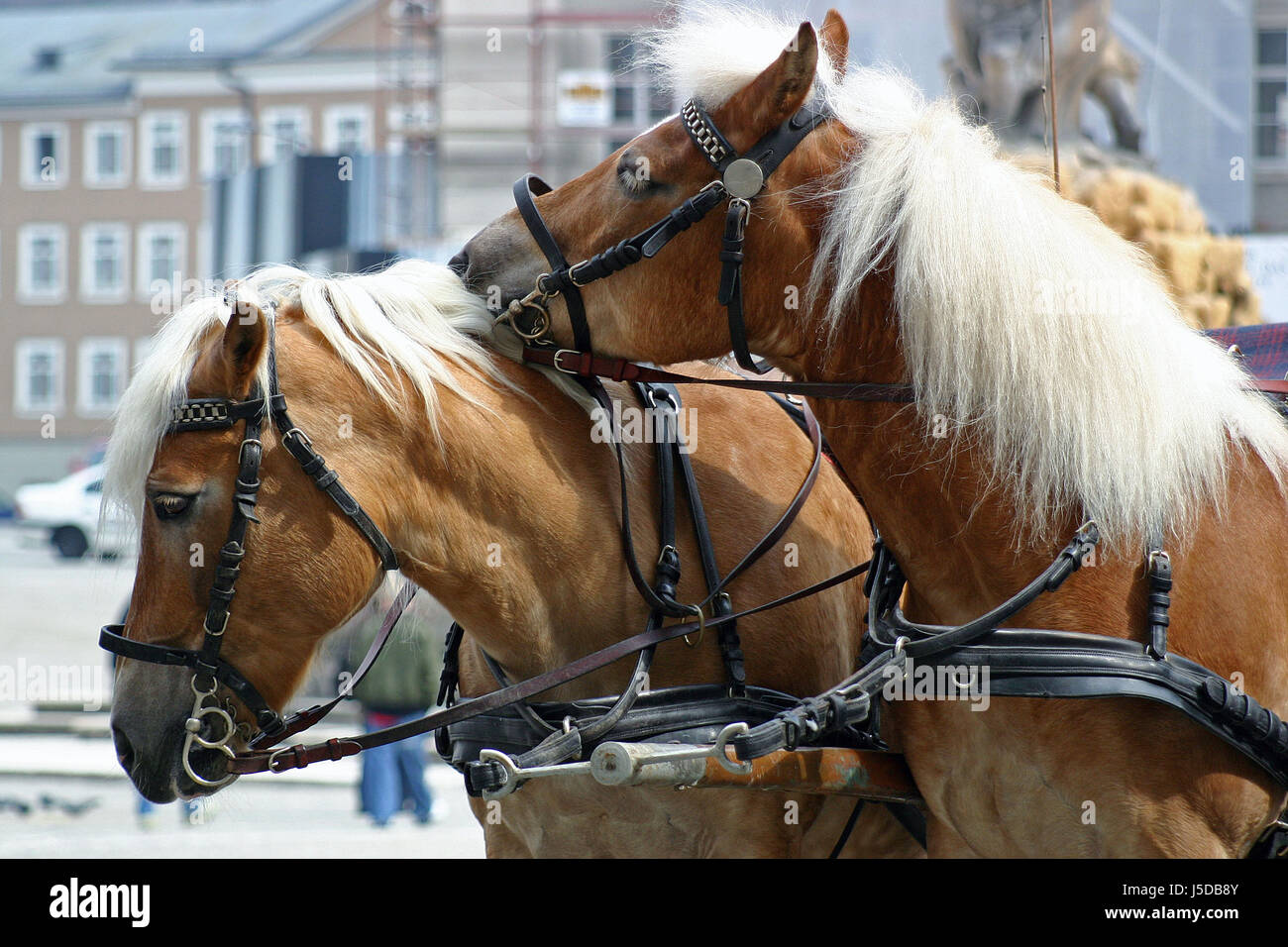 Horse cab hi-res stock photography and images - Alamy