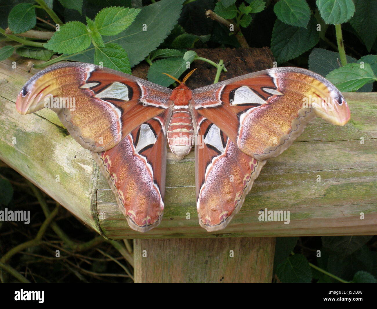 Atlasspinner High Resolution Stock Photography and Images - Alamy